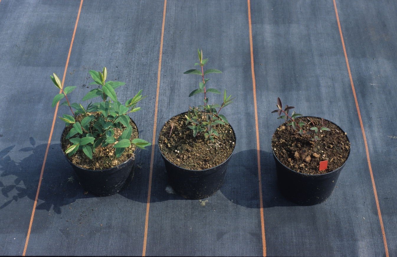 What is a Phosphorus Deficiency in plants? | ICL UK