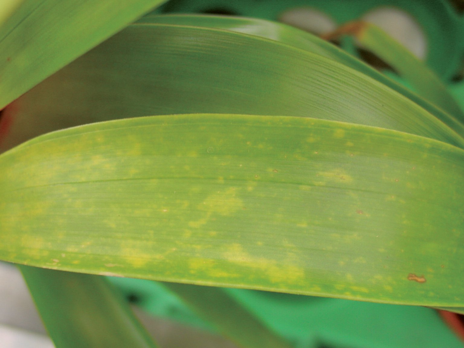 What is Nitrogen Deficiency in plants? | ICL UK