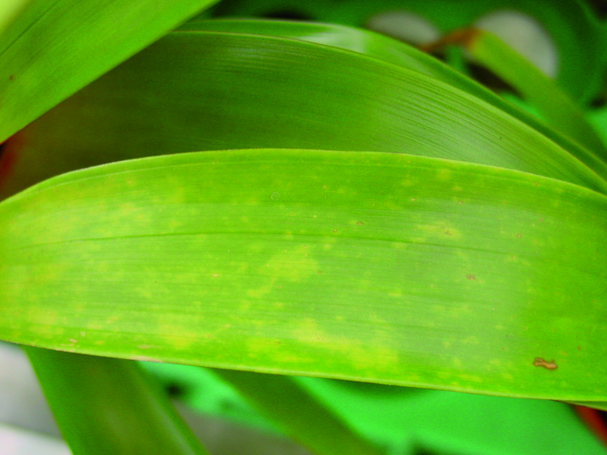 What is Nitrogen Deficiency in plants? | ICL UK