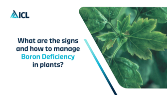 What is a Boron Deficiency in plants? | ICL UK