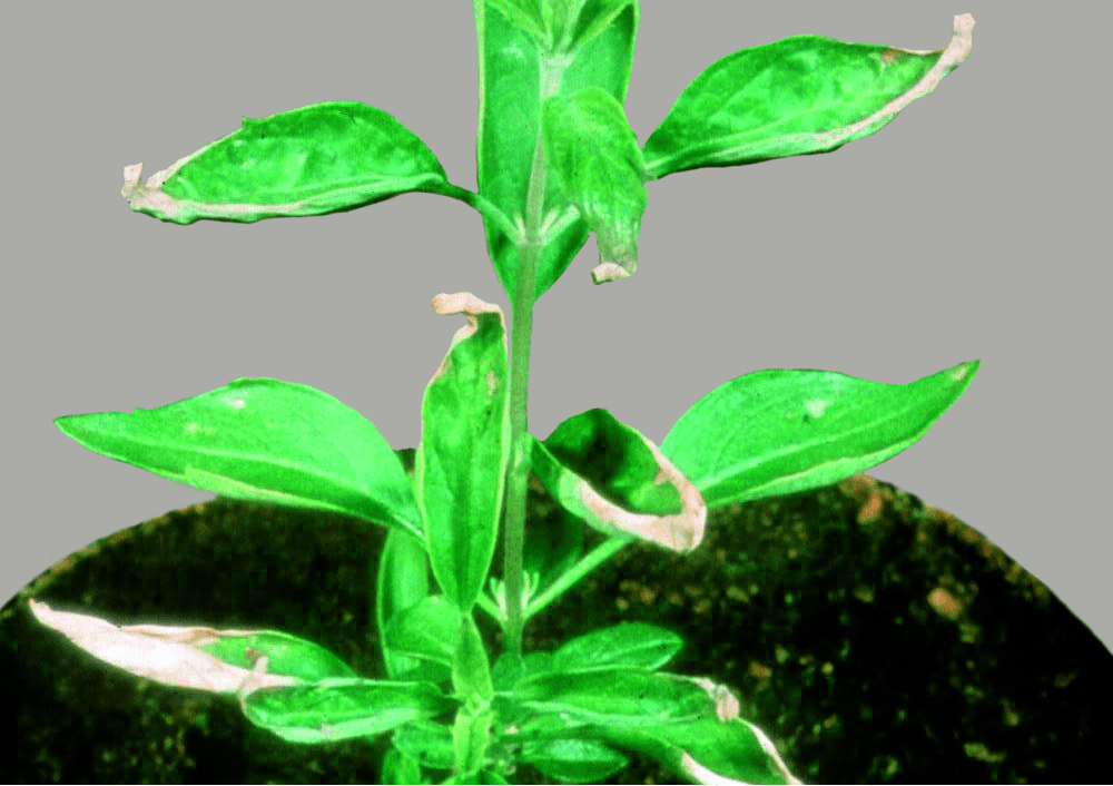 What is a Molybdenum Deficiency in plants? | ICL UK