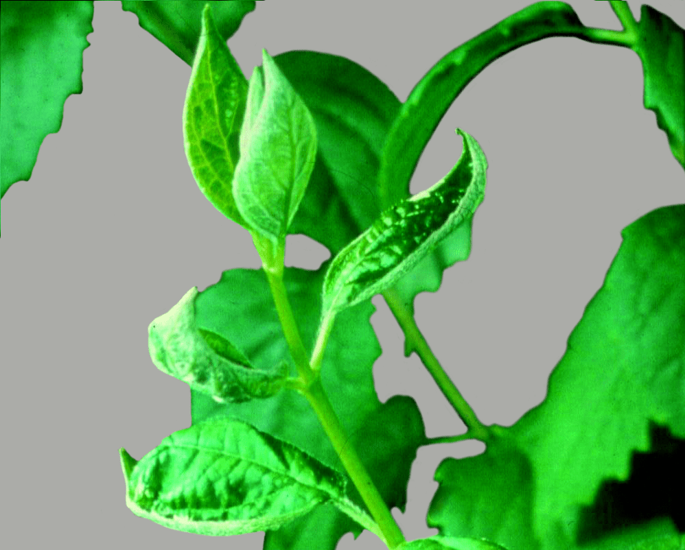 What is a Molybdenum Deficiency in plants? | ICL UK