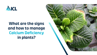 What is a Calcium Deficiency in plants? | ICL UK