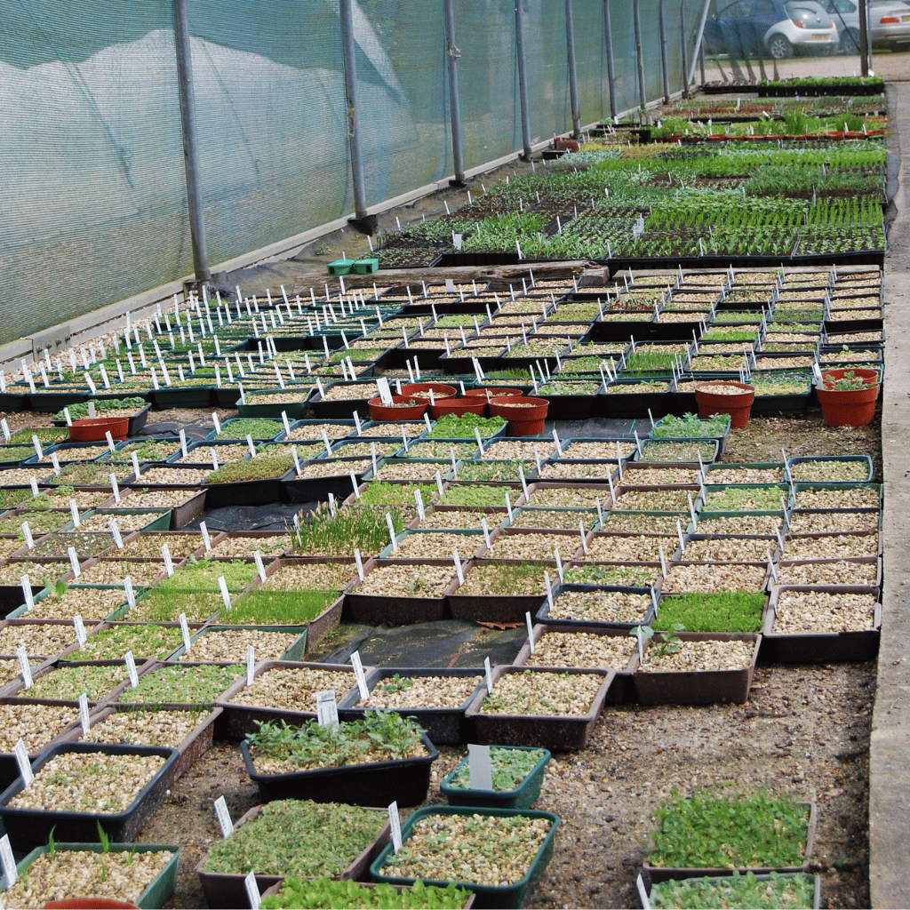 Grabbing the opportunity to replace plant imports | ICL UK