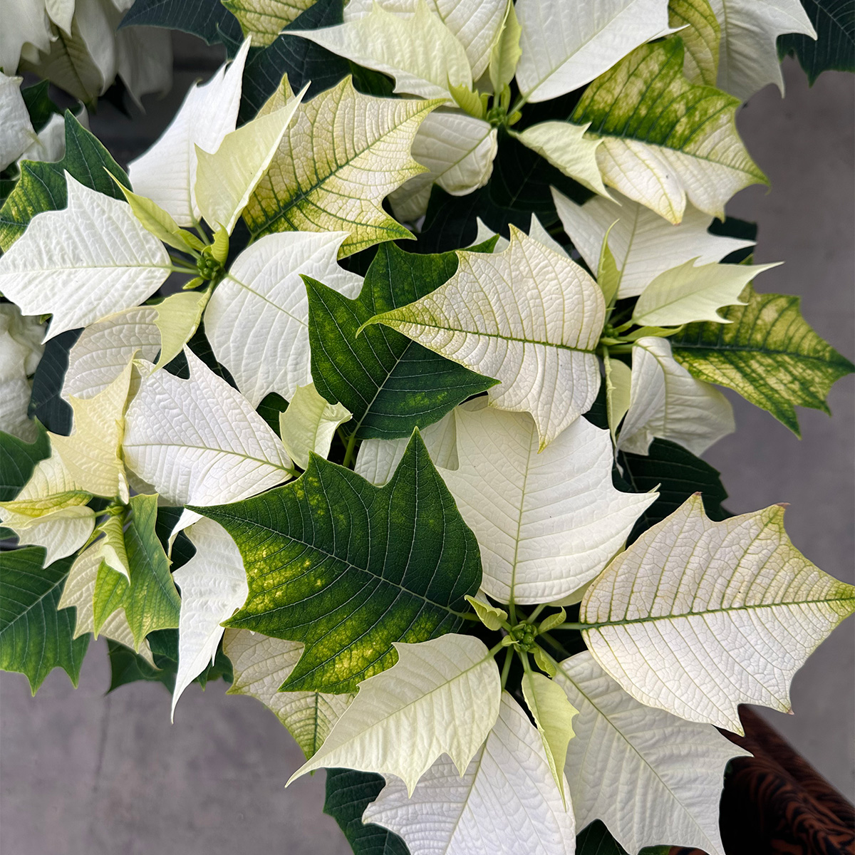 The Poinsettia Growers Group Open Day | ICL UK