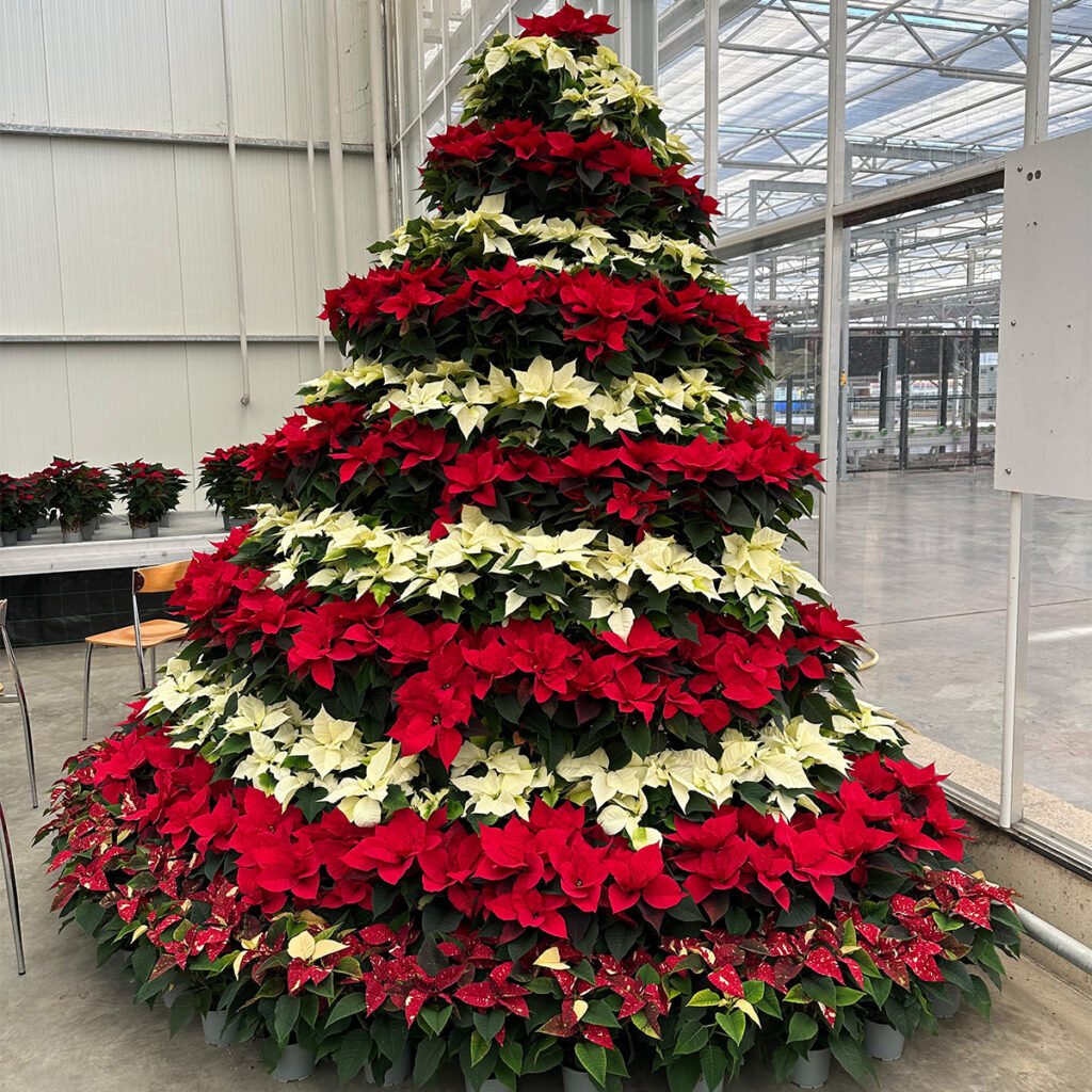 The Poinsettia Growers Group Open Day | ICL UK
