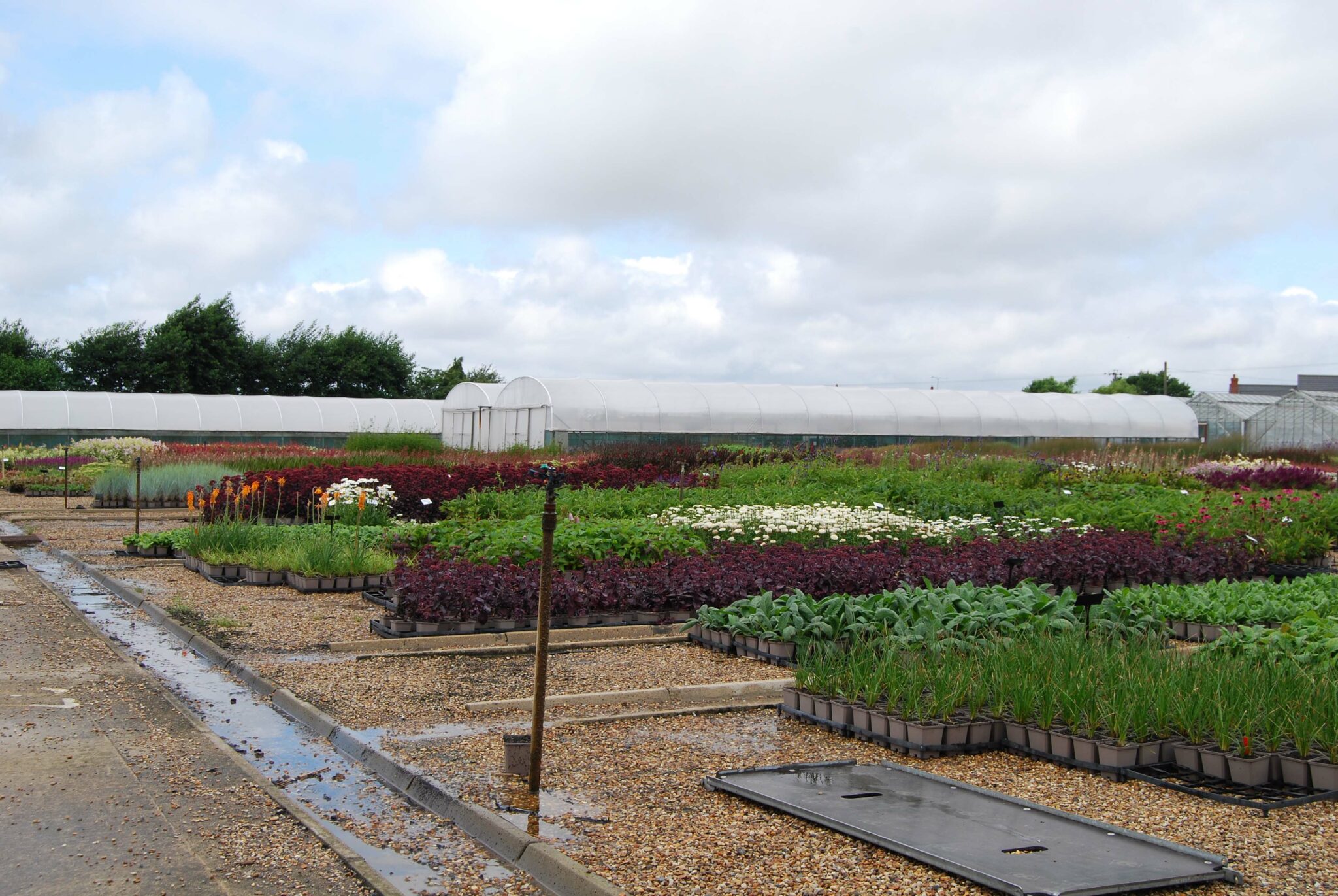 Sustainable growing media – the future | ICL UK
