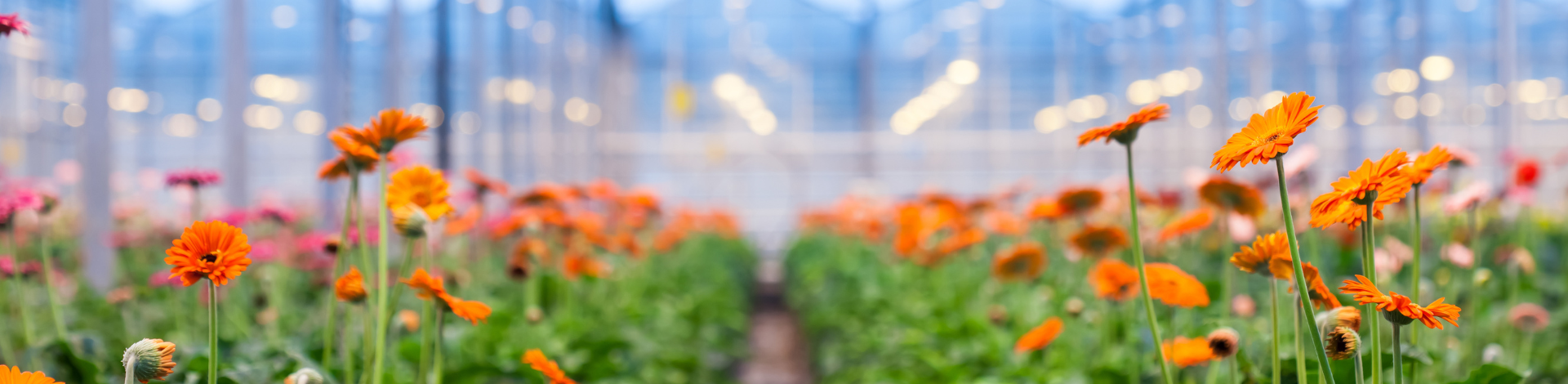 New qualifications strengthen ICL team | ICL UK