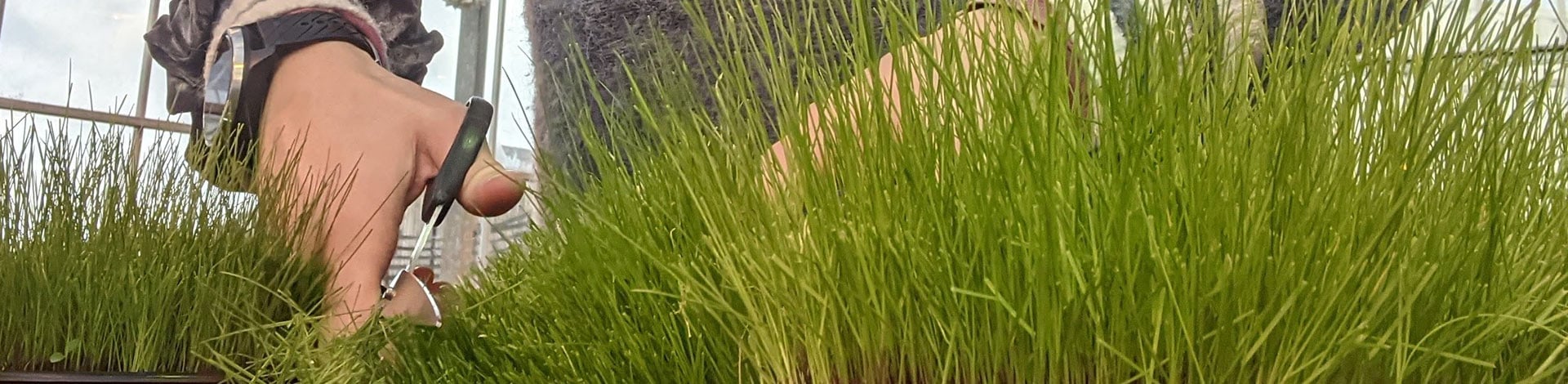 Bangor University Study: Enhancing Nitrogen Efficiency with Eqo.s Coated Fertiliser in Turfgrass ...