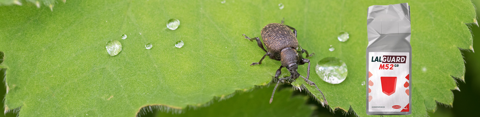 LALGUARD M52 GR bioinsecticide gains organic certification | ICL UK