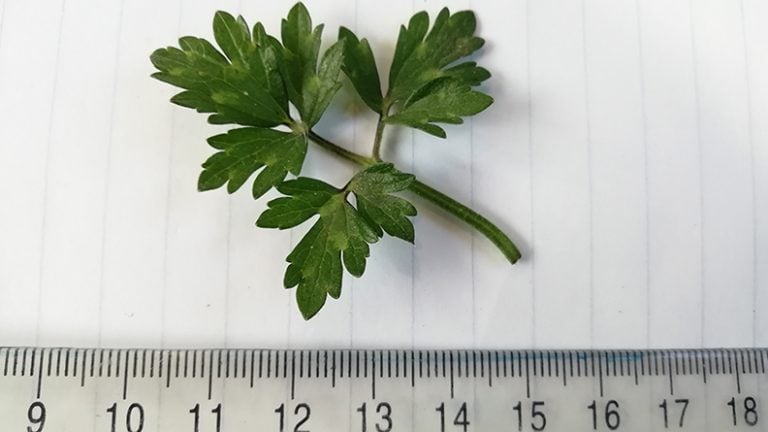 Creeping buttercup: Identification and Control Strategies | ICL UK
