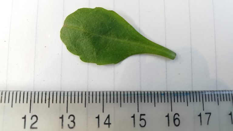 Daisies in turf: Identification and Control Strategies | ICL UK