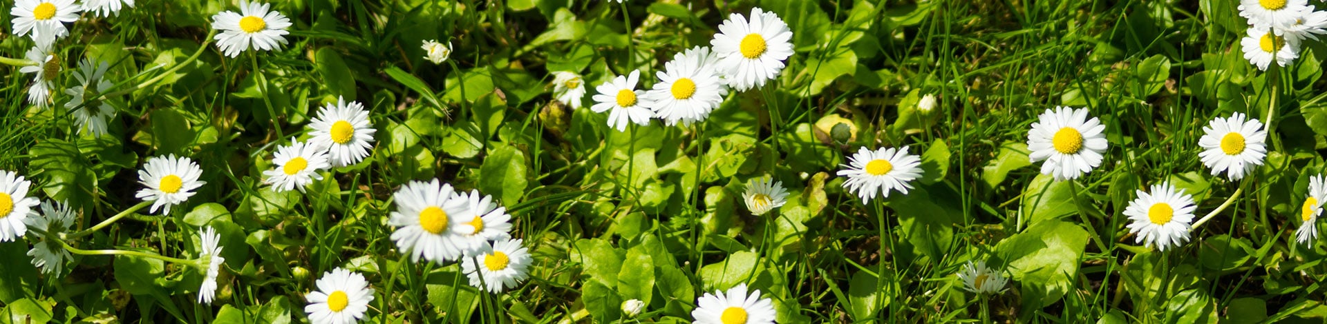 Daisies in turf: Identification and Control Strategies | ICL UK
