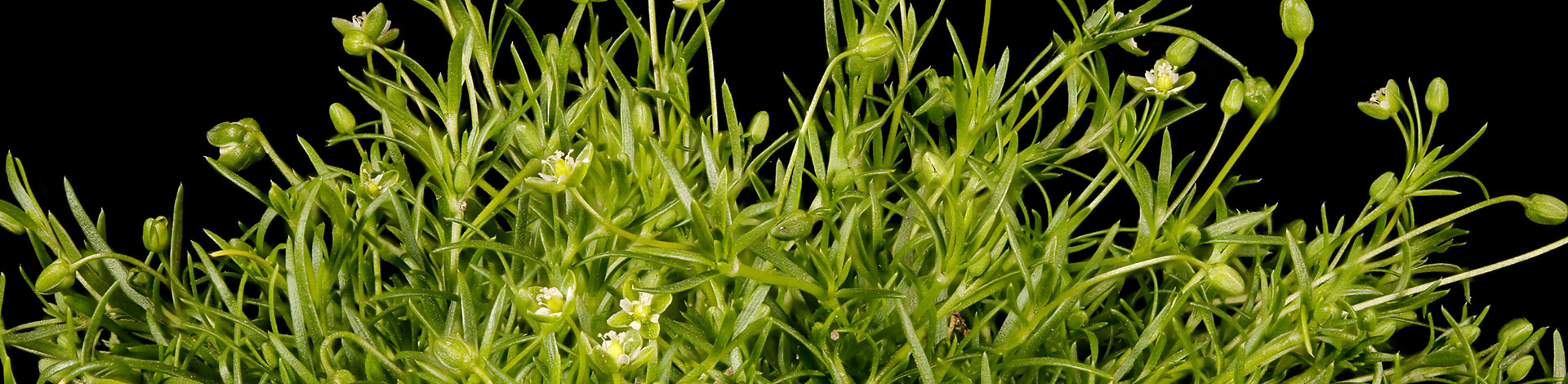 Pearlwort weed control in turf areas | ICL UK