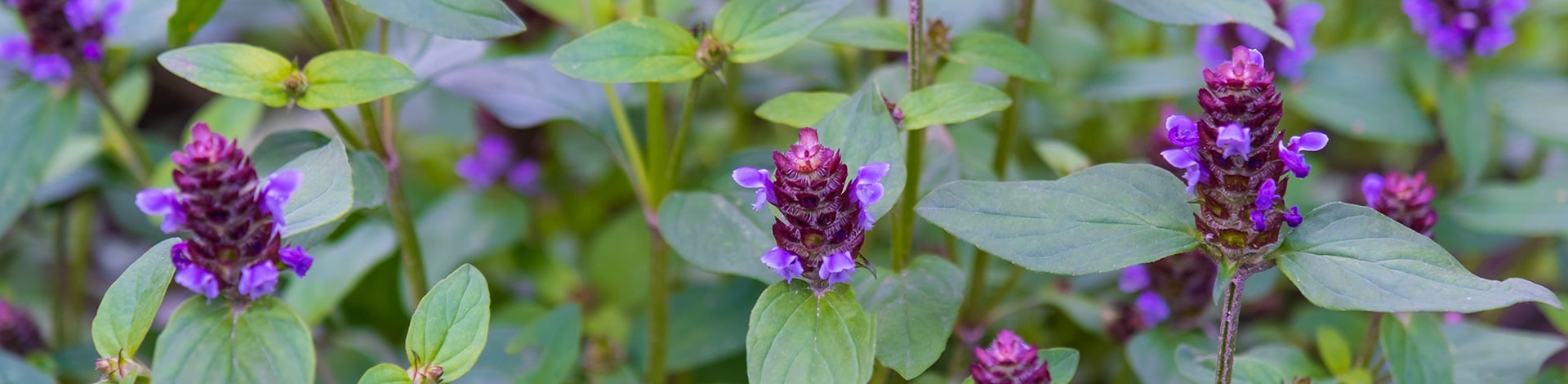 Selfheal identification & control | ICL UK