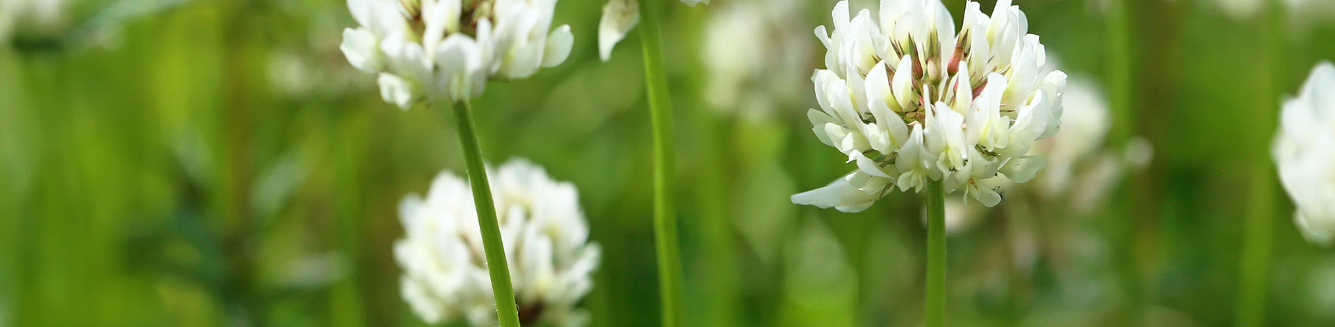 White clover identification & control: Effective turf management tips ...