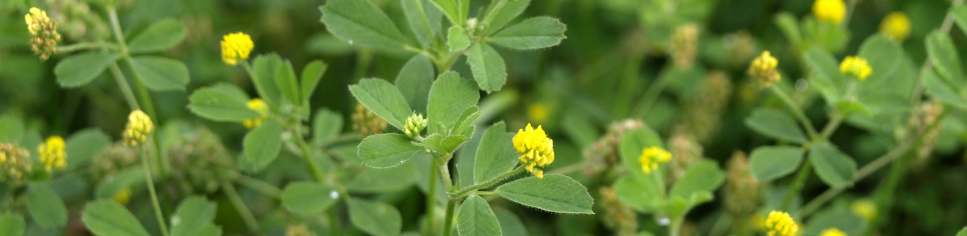 Yellow Suckling Clover Identification & Control: Effective Turf ...
