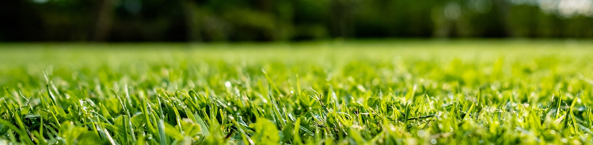 Understanding Cation Exchange Capacity (CEC) in Soil | ICL UK