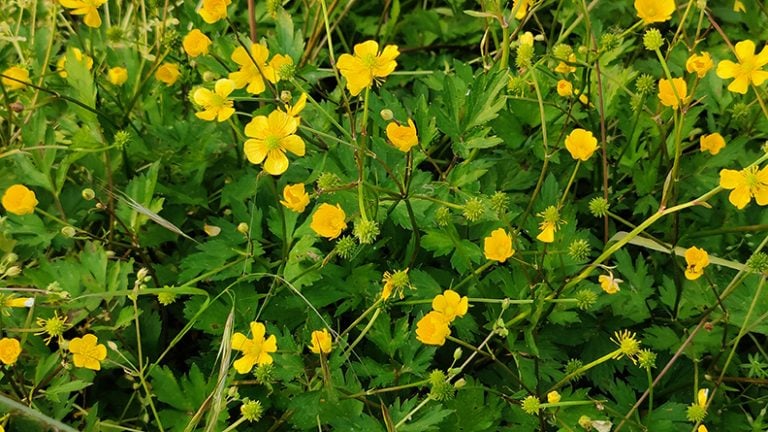 Creeping buttercup: Identification and Control Strategies | ICL UK