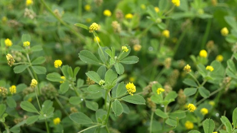 Yellow Suckling Clover Identification & Control: Effective Turf ...