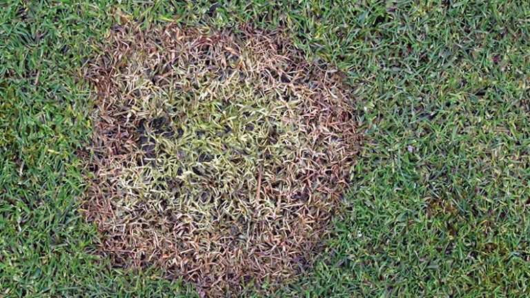 Microdochium patch in turf | ICL UK