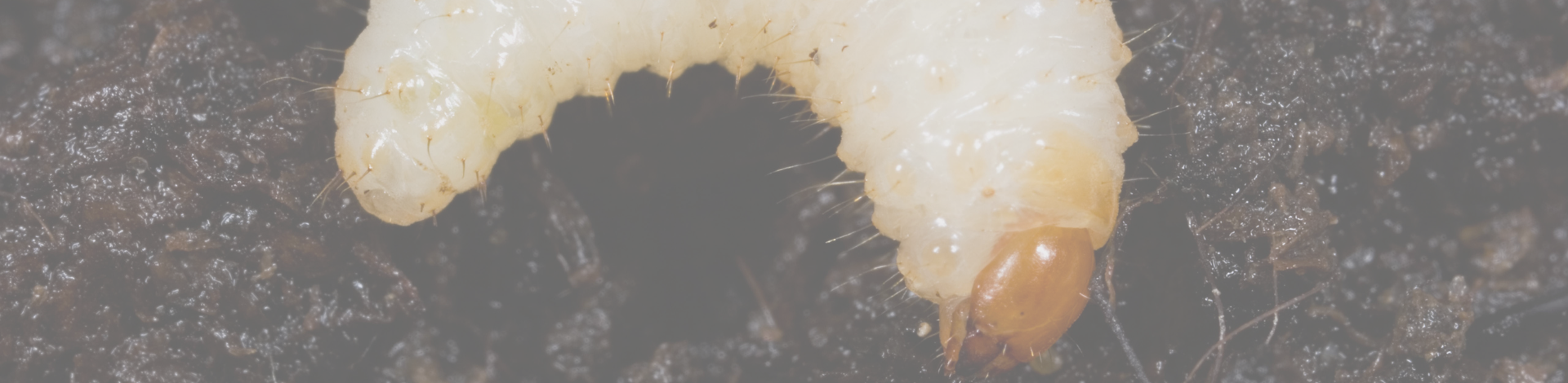 Why you should target vine weevil larvae now | ICL UK