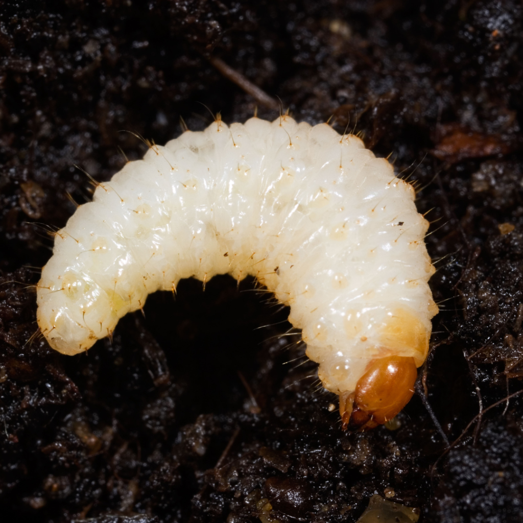 Why you should target vine weevil larvae now | ICL UK