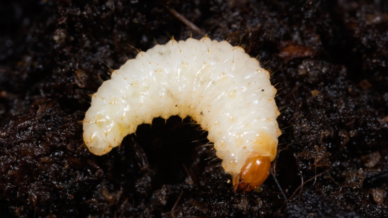 Get one step ahead of vine weevil - plan now | ICL UK