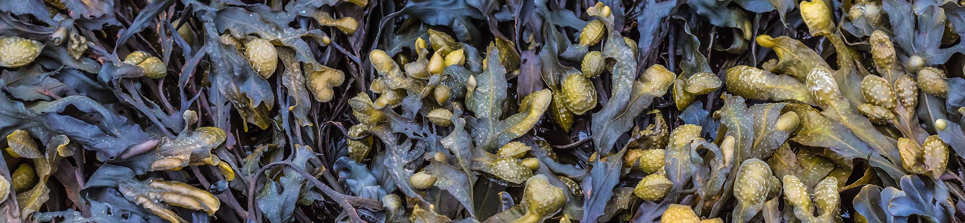 Unlocking the Power of Seaweed: The SMX Difference for Turf Health | ICL UK