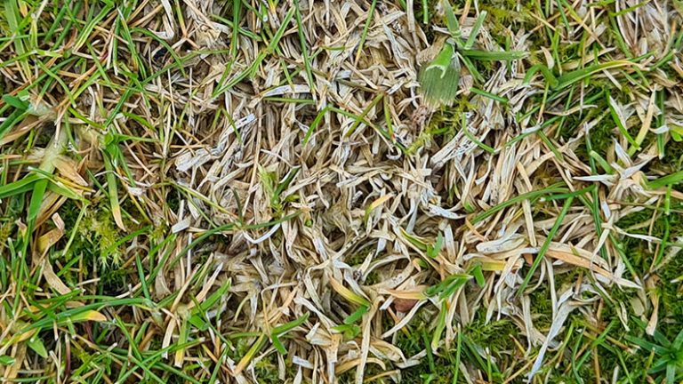 Managing Dollar Spot in Turf: Research Insights for UK & Ireland | ICL UK