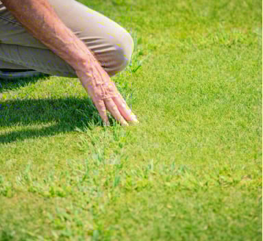 Brown Rings in Turf: Recognising Waitea Patch | ICL UK