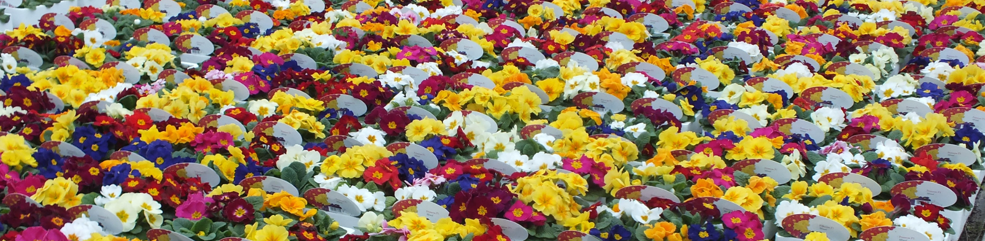 Spring Bedding Planning Guide 2026 | ICL UK