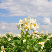 Banrot Fungicide | ICL US