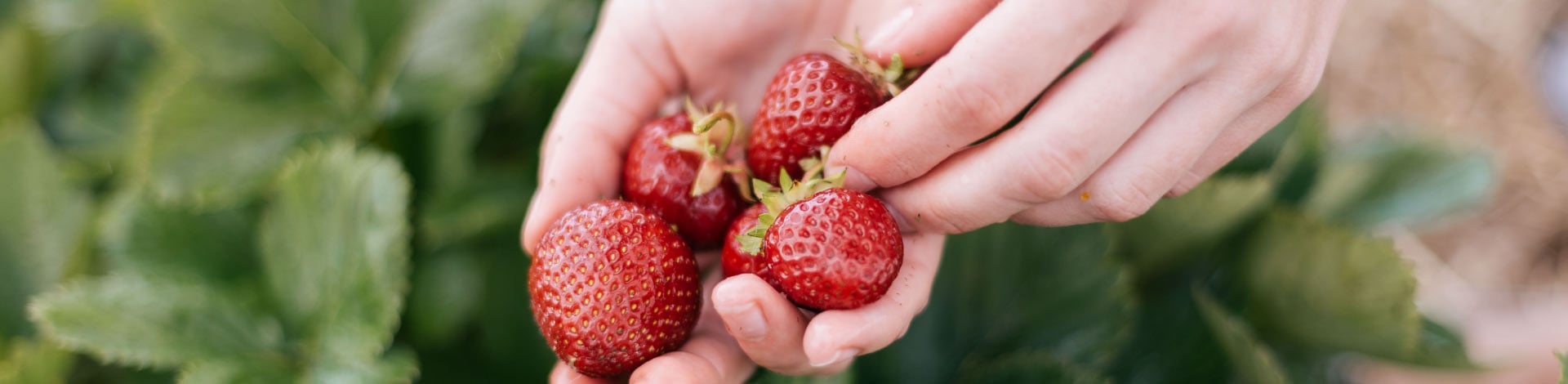 Maximizing Strawberry Yields: Crop Success | ICL CA