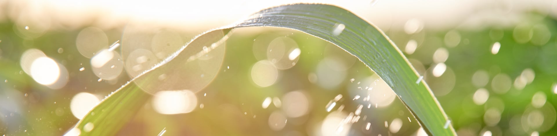 Fertilizantes Agrolution para la Zona de la Raíz | ICL MX