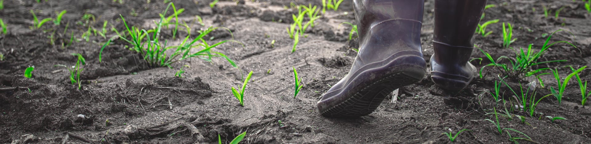 How Balanced Crop Nutrition with Sulfur Maximizes Fertilizer ROI | ICL US