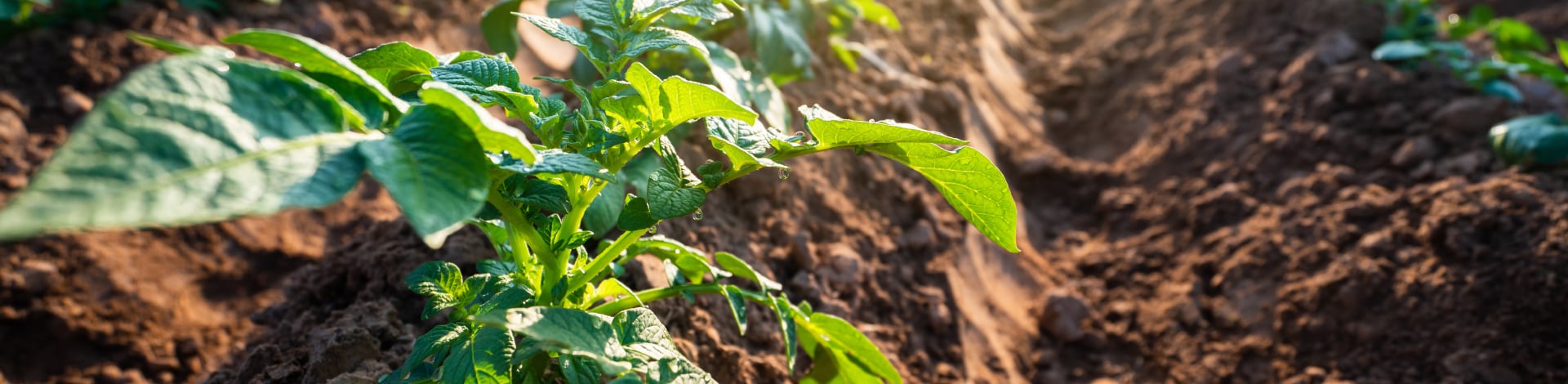 Calcium: The Unsung Hero in Polysulphate | ICL US