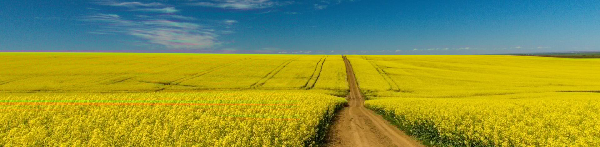 Secondary Macronutrients Matter for Quality Yields | ICL US