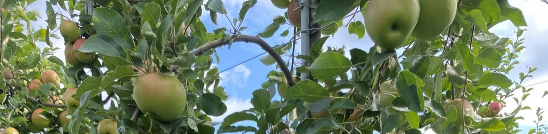 Orchard Fertigation Can Reduce the Risks of Low-Quality Water | ICL US