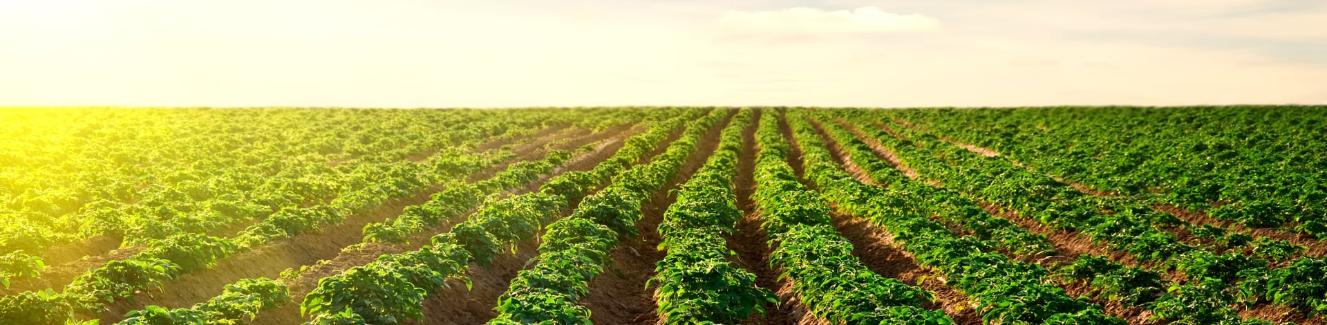 Polysulphate Improves Marketable Yields in Potatoes | ICL US