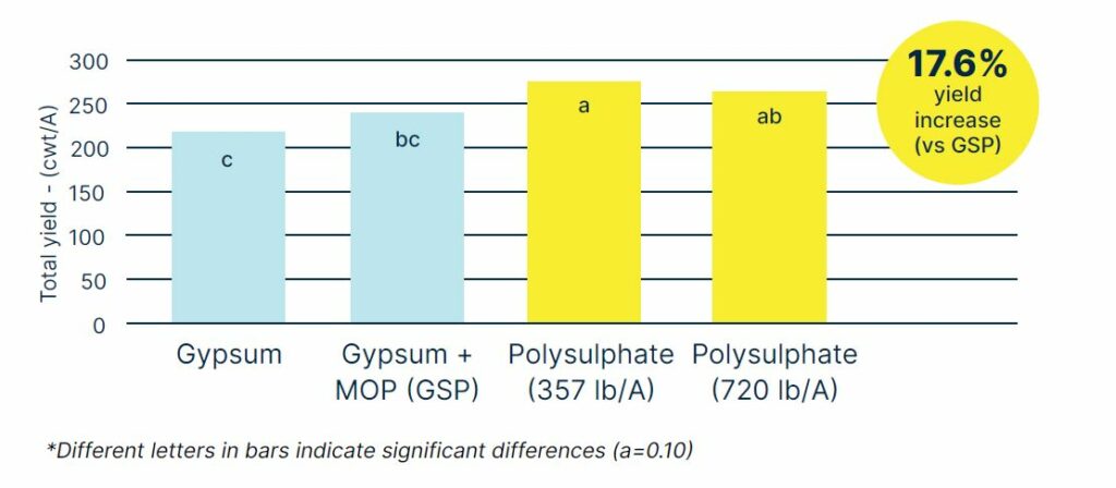 Polysulphate Optimizes Yield and Fertilizer ROI in Potatoes | ICL US