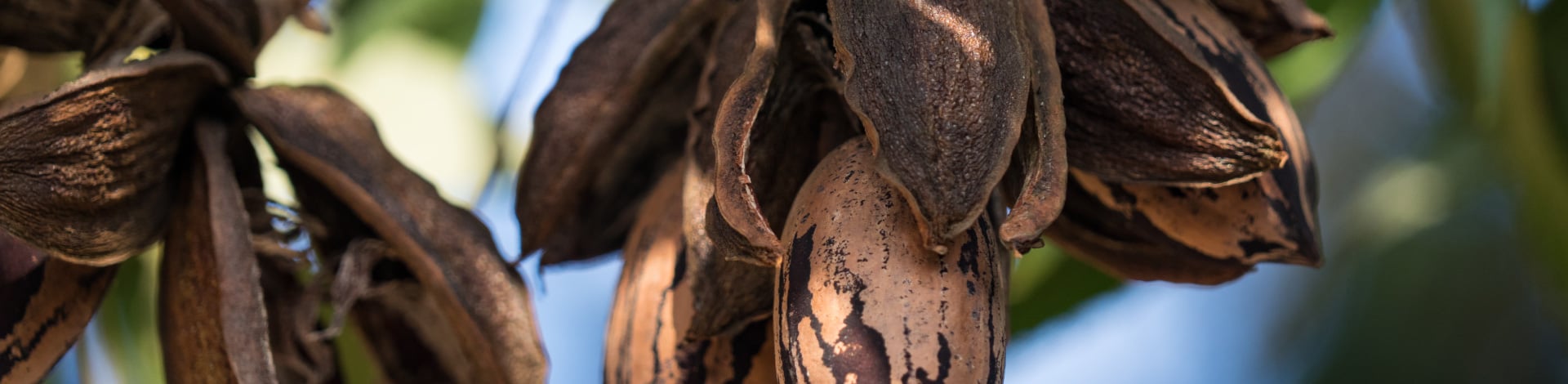 Growing Pecans – Fertilizers for Pecans | ICL US