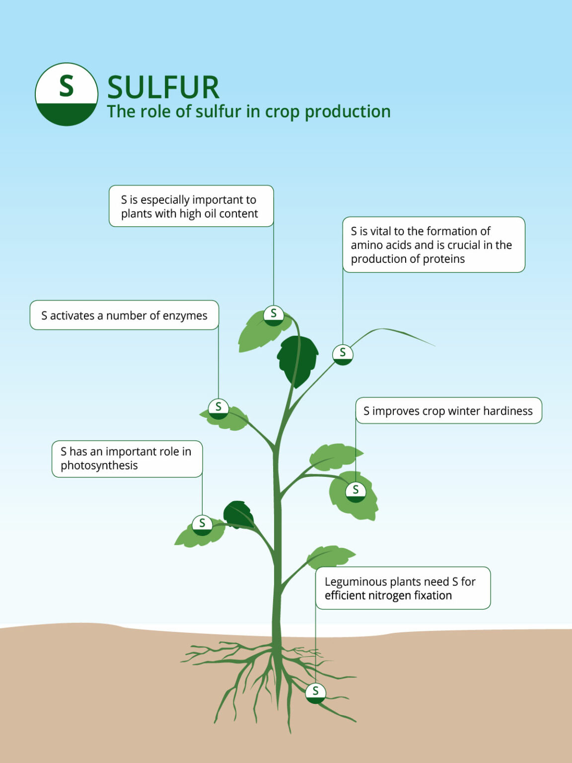 What are Sulfur-based Fertilizers? All Products and Resources | ICL US