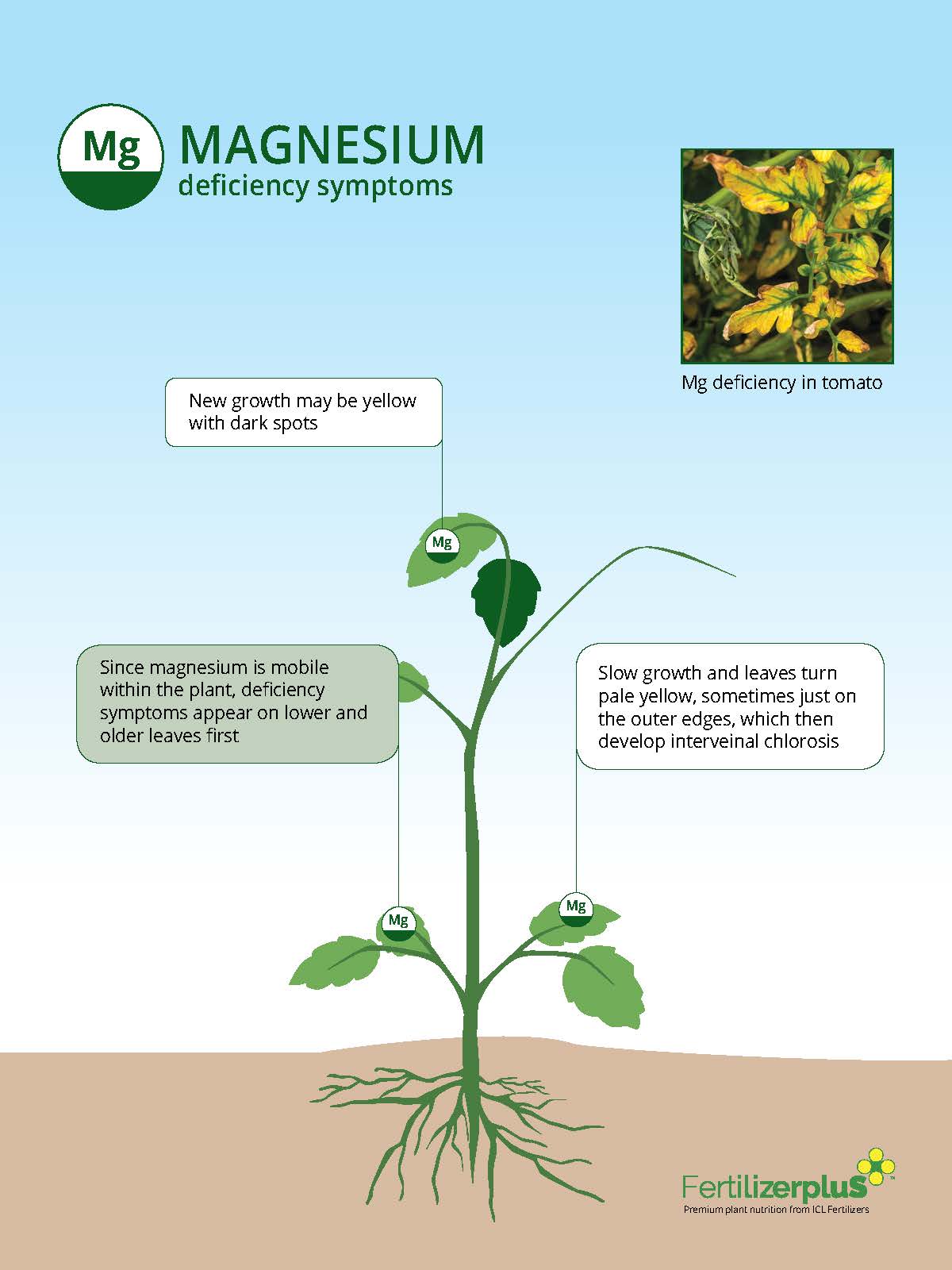 Magnesium Fertilizers | ICL US