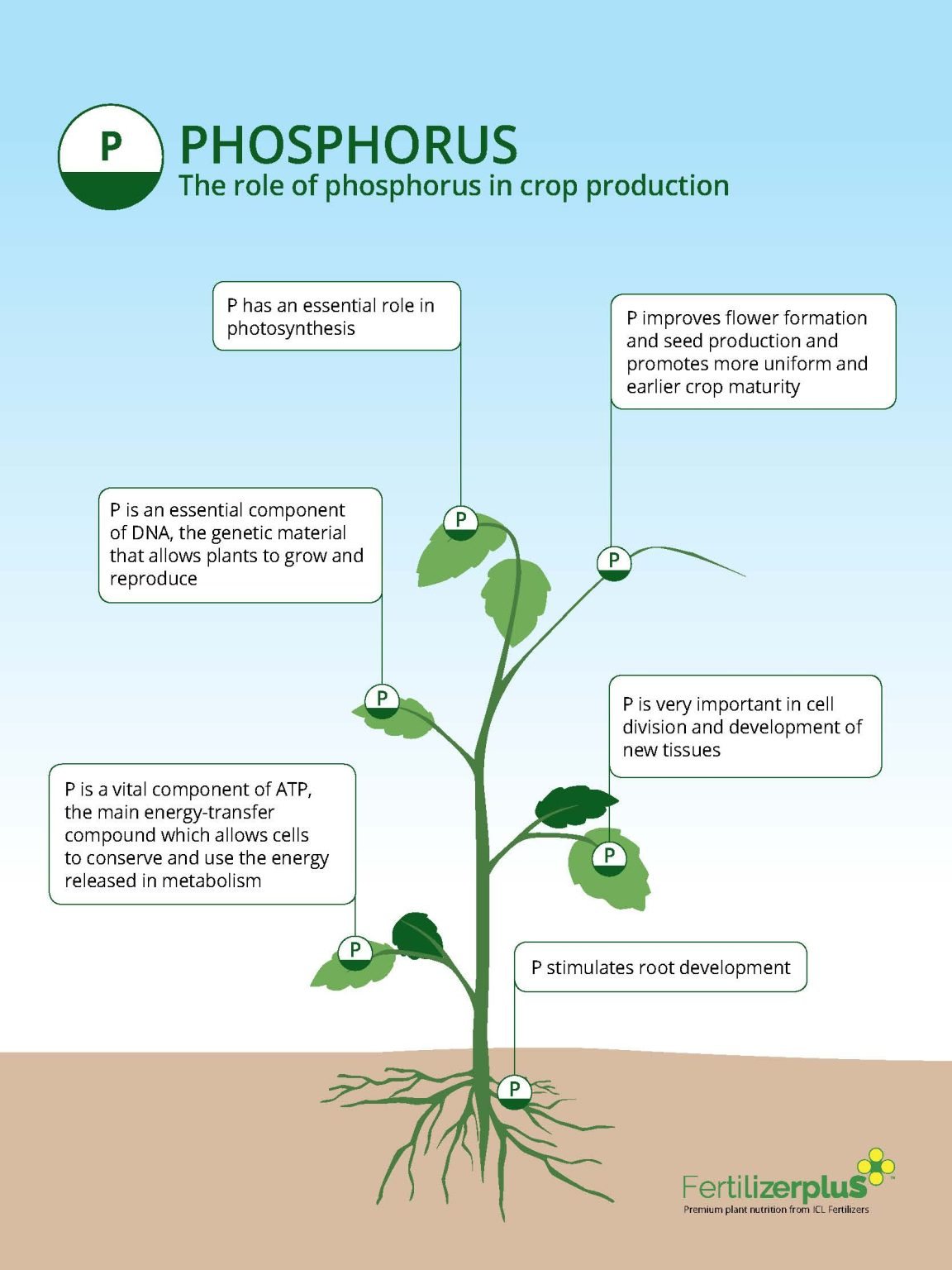 Phosphorus Fertilizers | ICL US