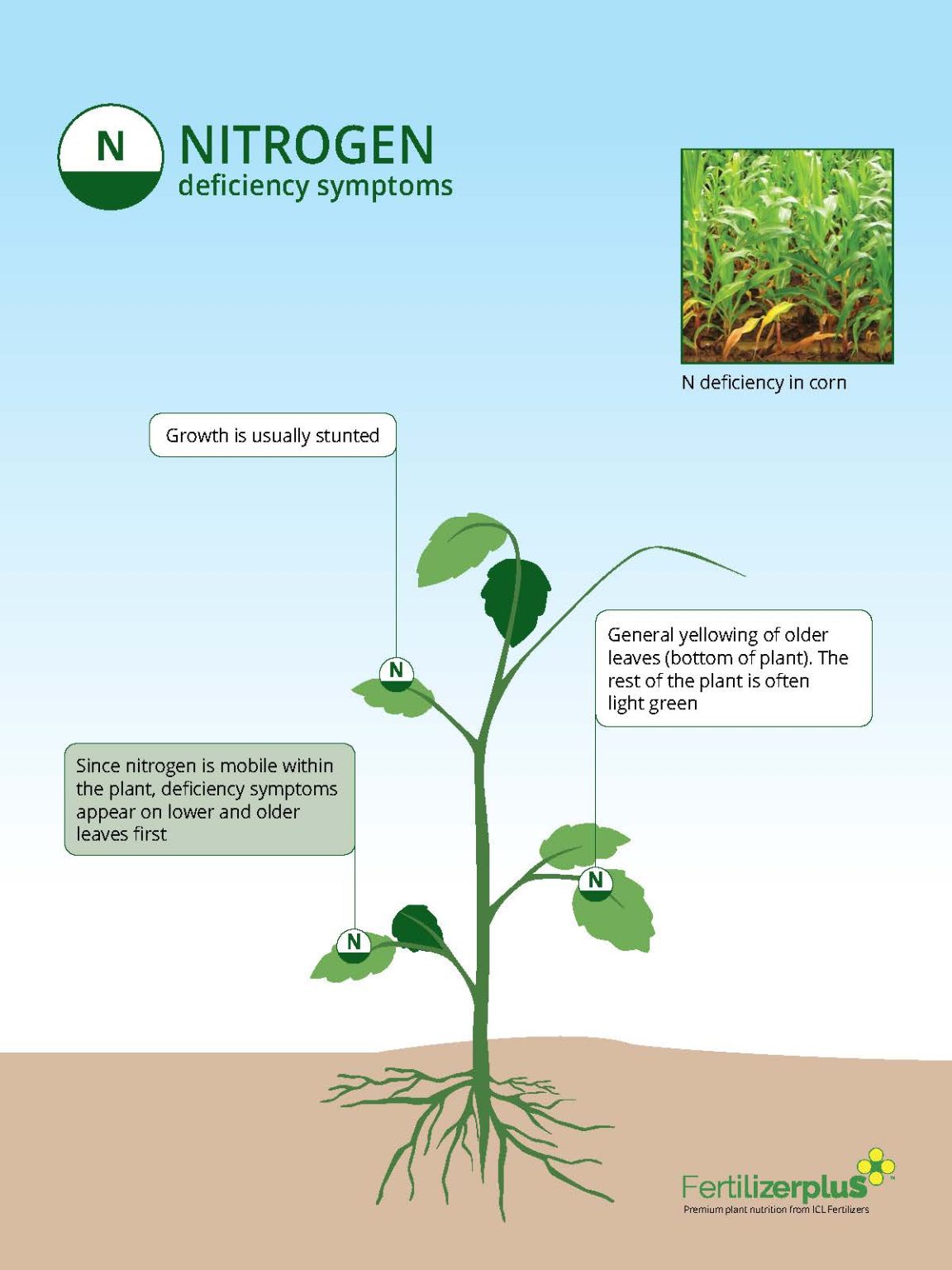 Understanding and Managing Nitrogen (N) Deficiency | ICL US