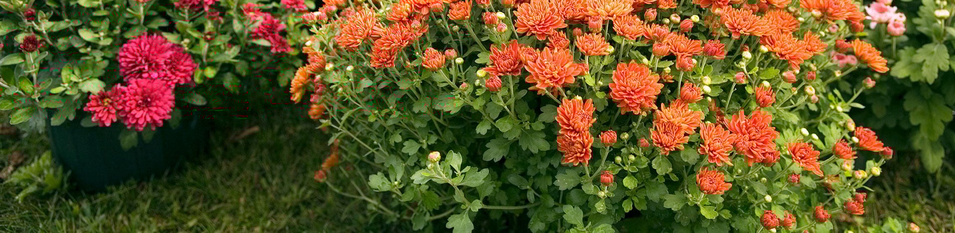 Banrot Fungicide | ICL US