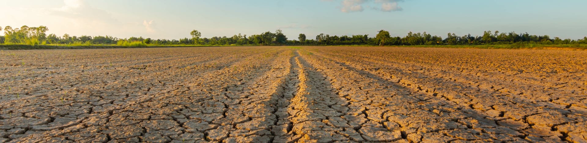 How Can US Farmers Prepare for Drought | ICL US