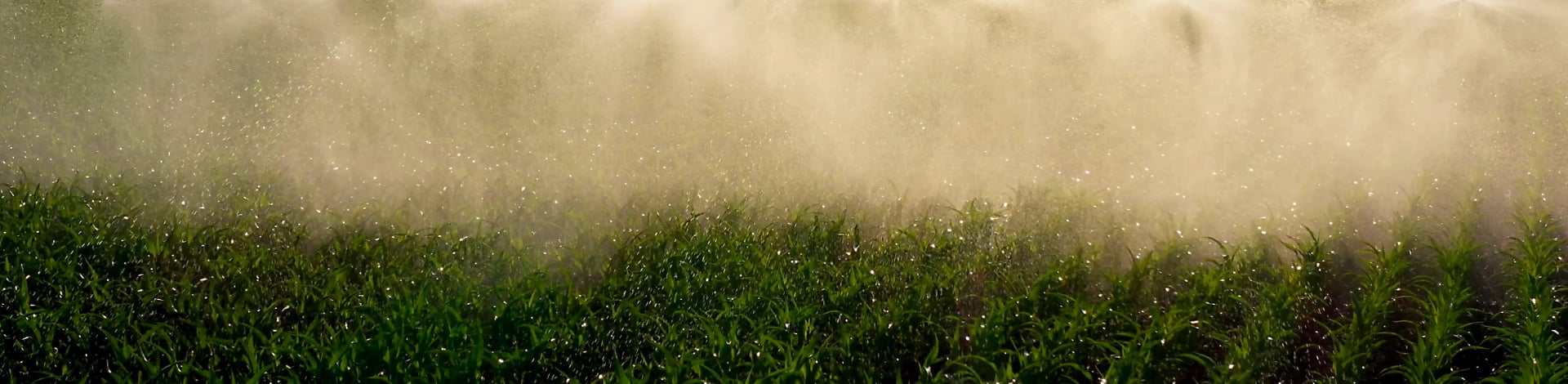 Choosing and applying the right water-soluble fertilizers | ICL CA