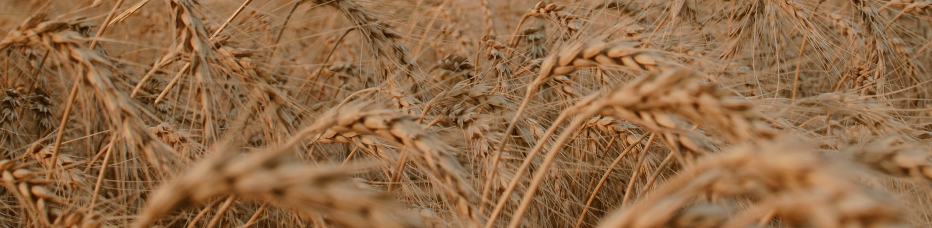 Balance Nutrition for Crop Sustainability | ICL CA